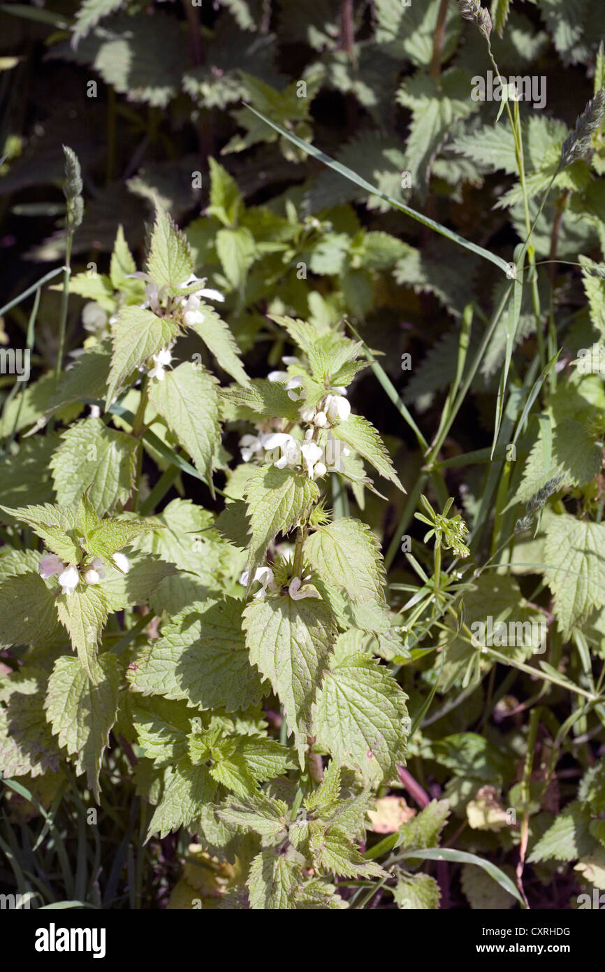 Hedge Nettle High Resolution Stock Photography and Images - Alamy