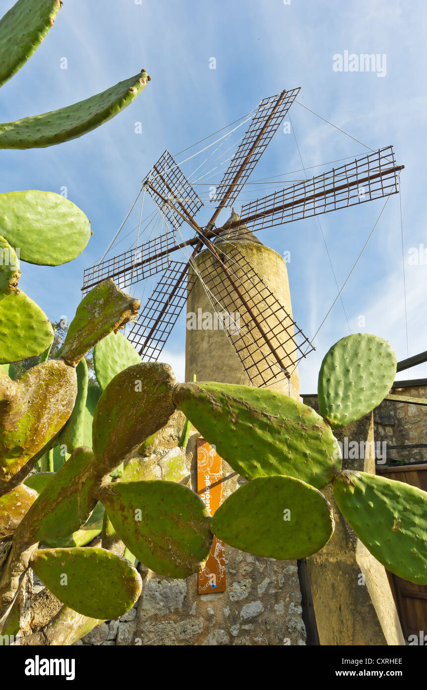 Windmill with cactus in the foreground, Son Fornes, Majorca, Balearic ...