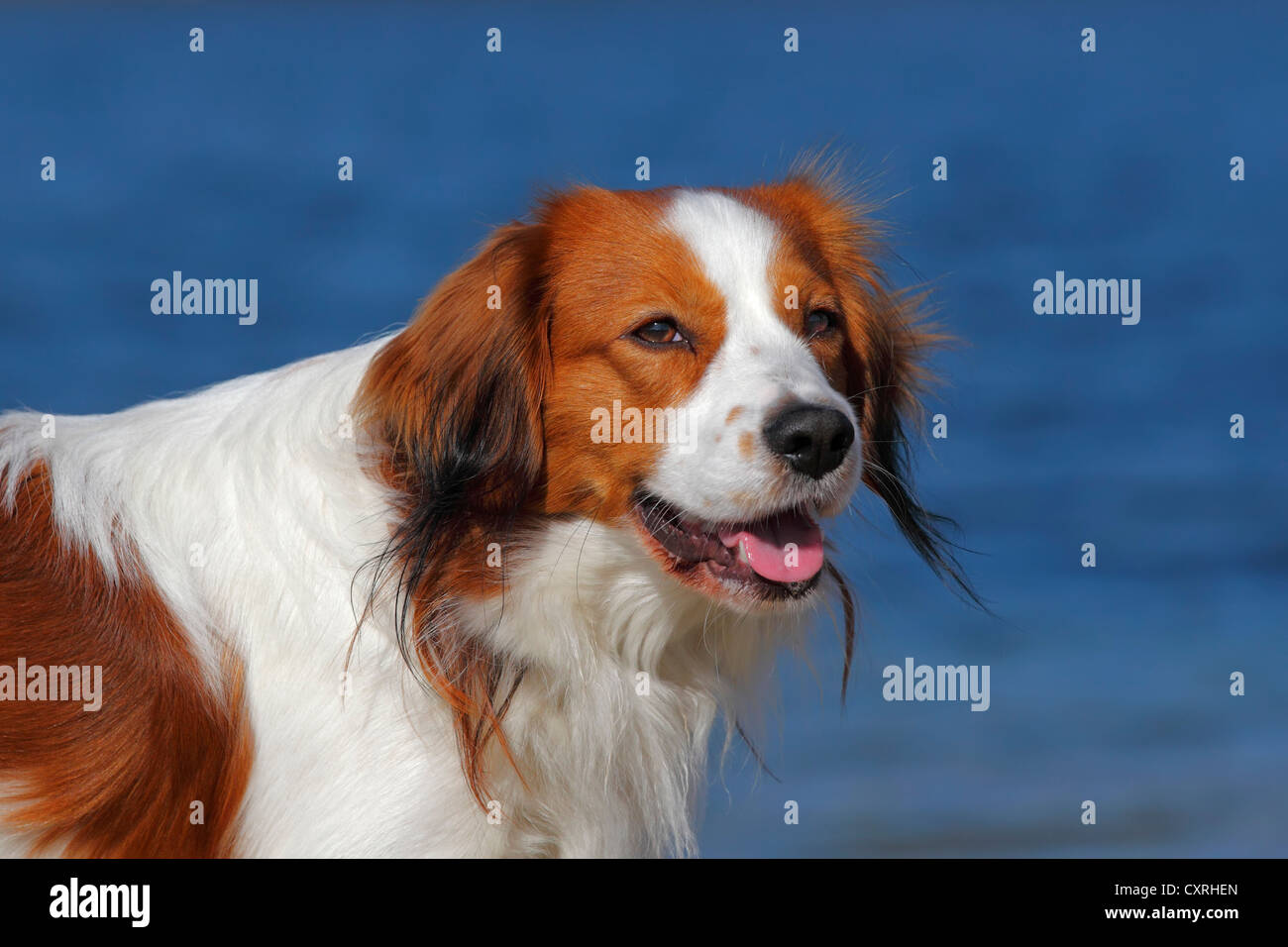 Portrait kooiker hi-res stock photography and images - Alamy