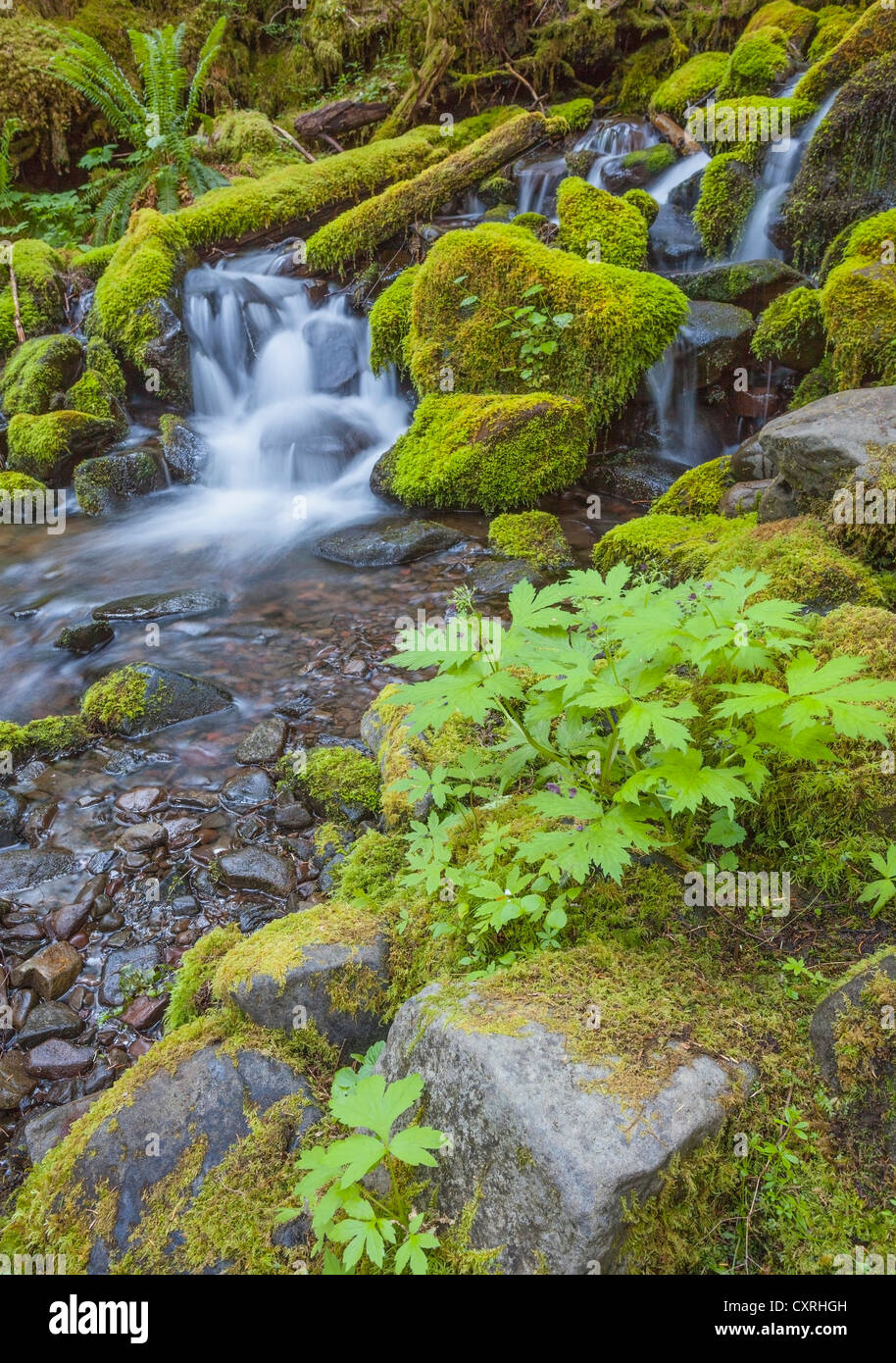 Hydrophyllum national park hi-res stock photography and images - Alamy