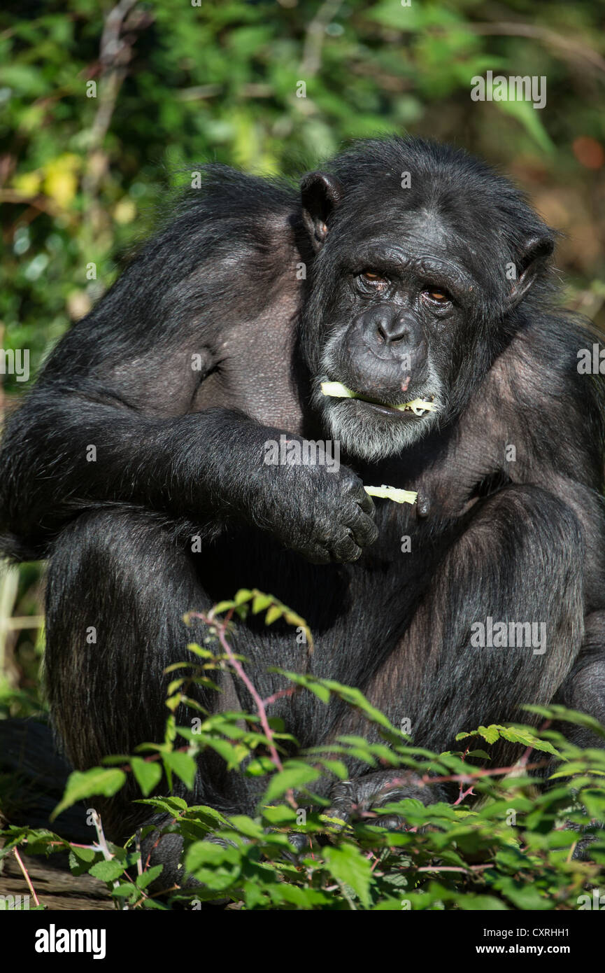 Chimp eating leaves hi-res stock photography and images - Alamy