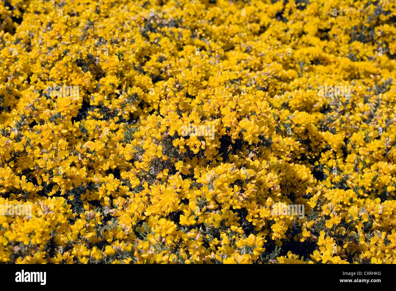 Shrub borders hi-res stock photography and images - Alamy