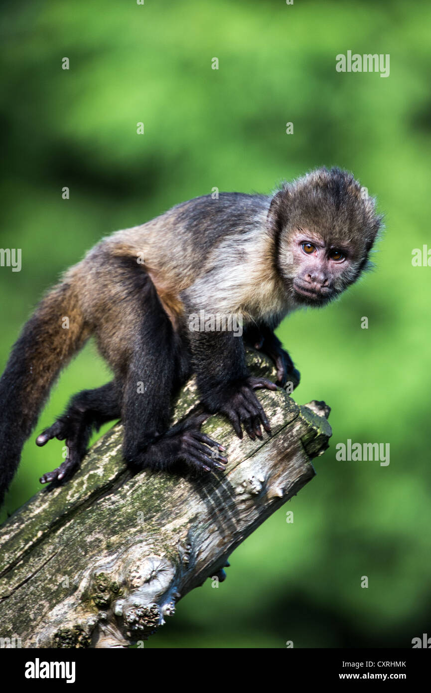 Capuchin Monkey balancing on the end of a branch Stock Photo - Alamy