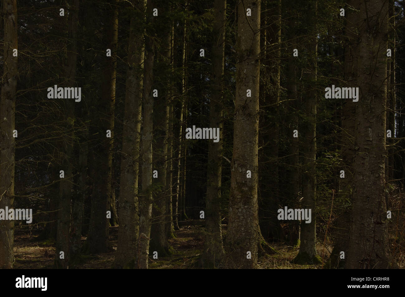 Faint light shining through tall shaded trees Stock Photo - Alamy