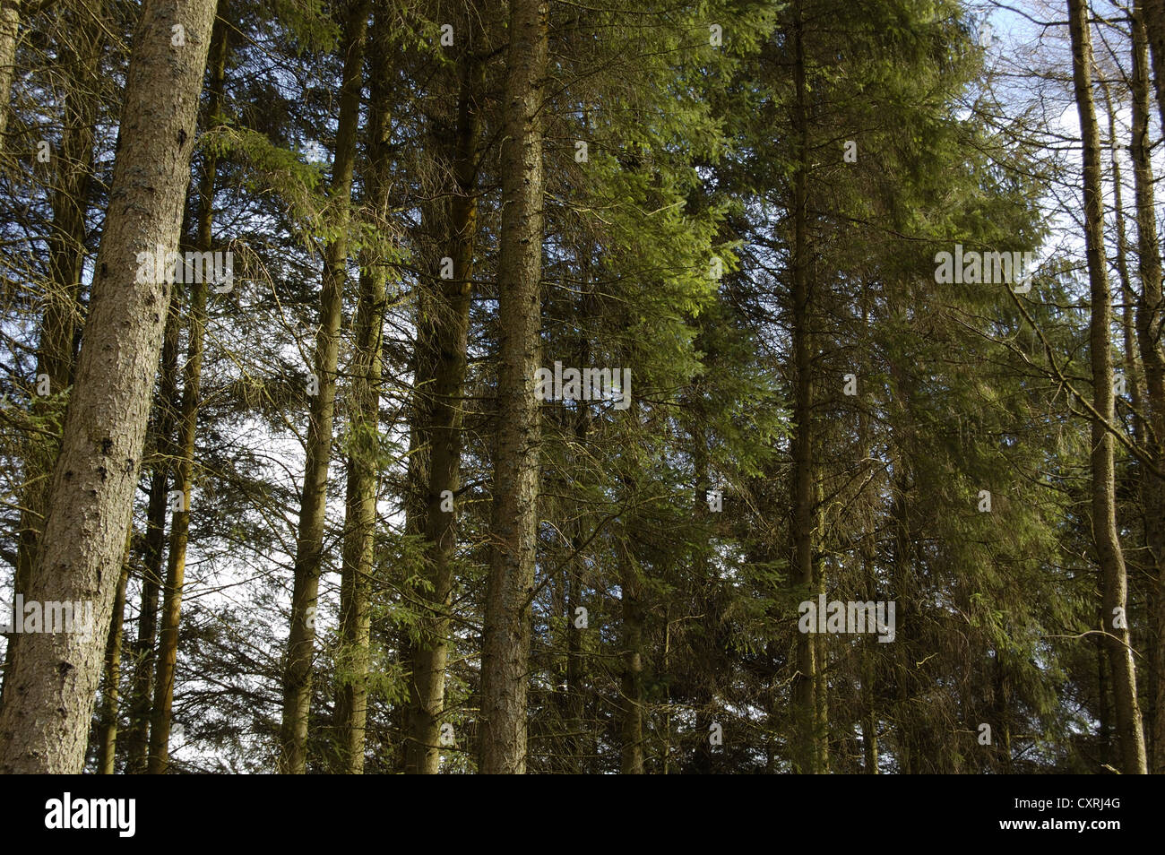 View through tall pine trees Stock Photo - Alamy