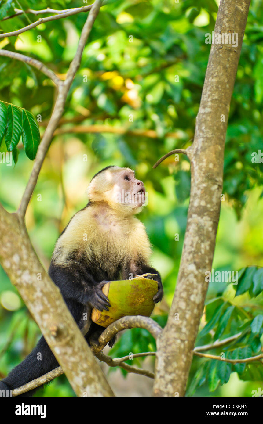 Capuchin fruit hi-res stock photography and images - Alamy