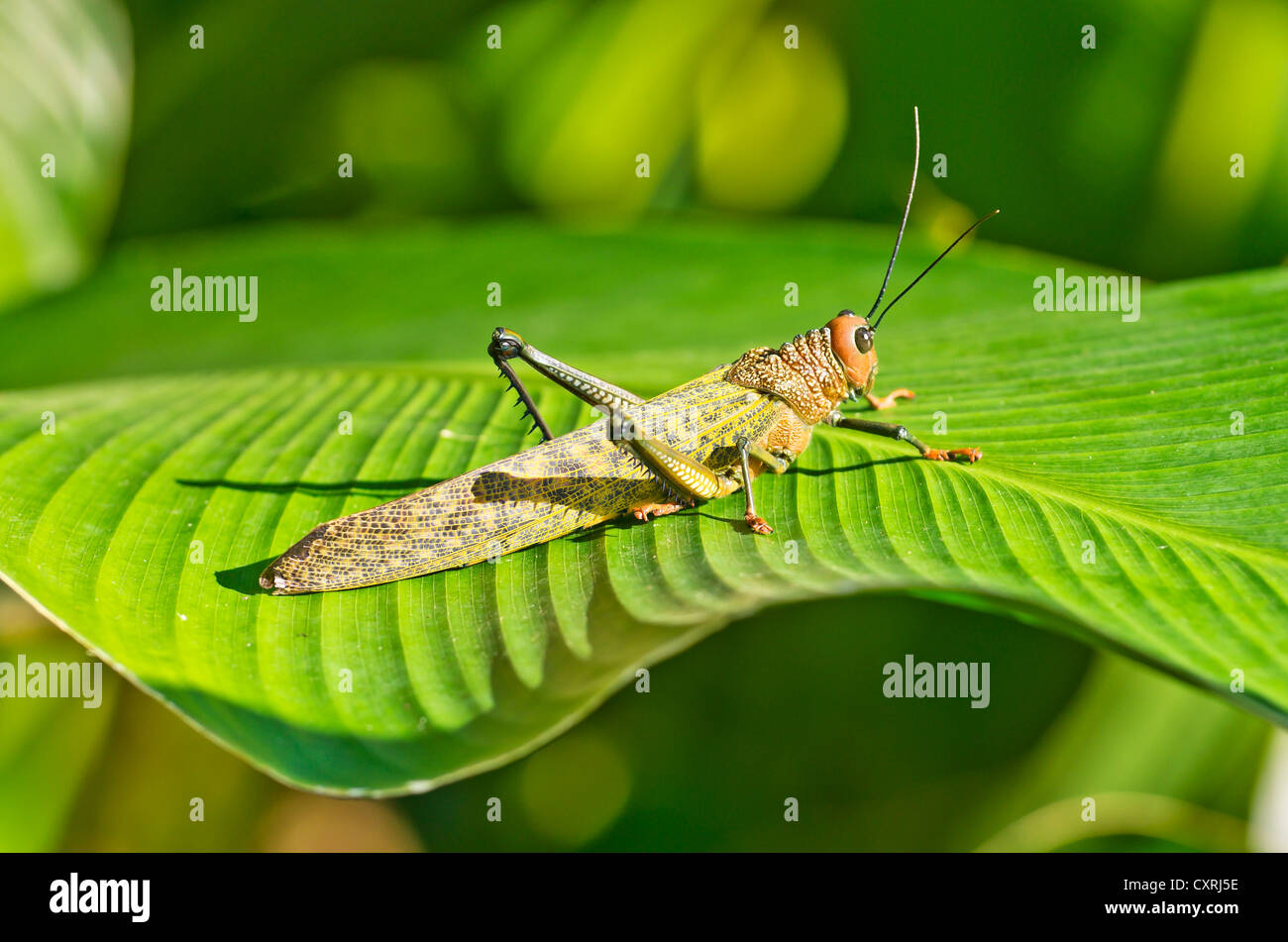 Costa rica grasshopper hi-res stock photography and images - Alamy