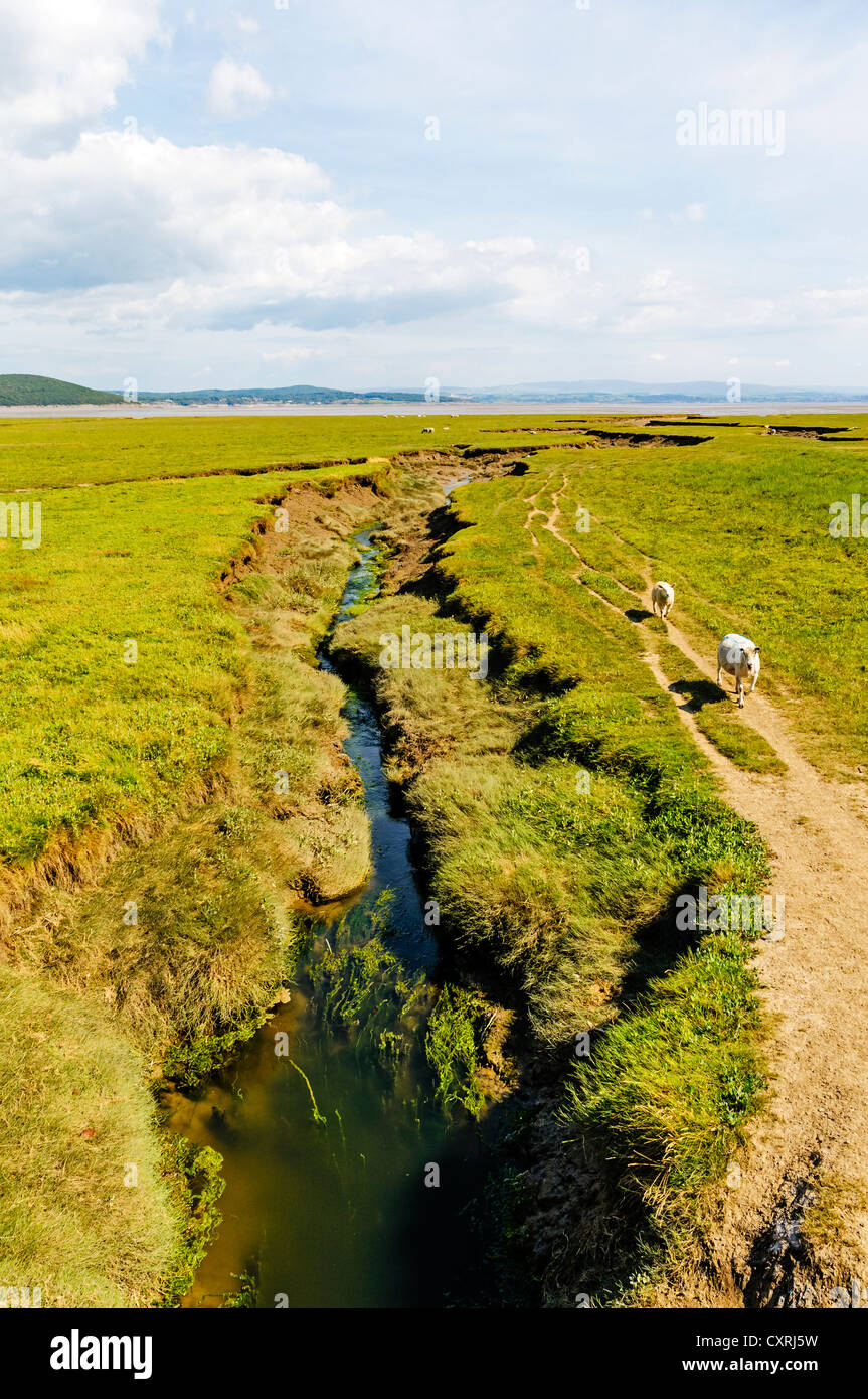 Two sheared sheep walk away from the grazing flock along a pink sandy ...