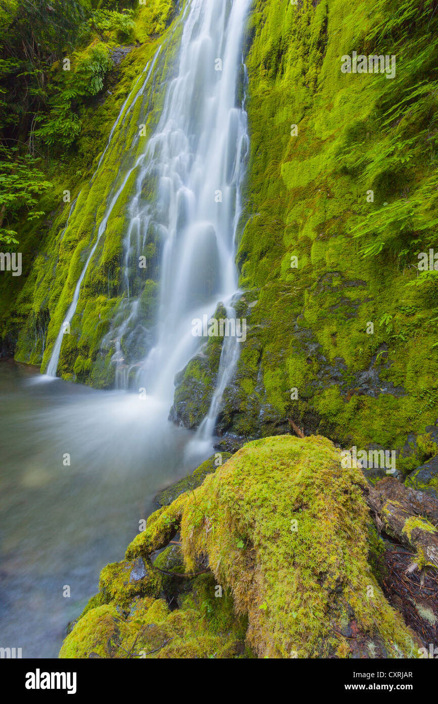 Olympic National Park, Washington: Madison Creek Falls spreads on a ...