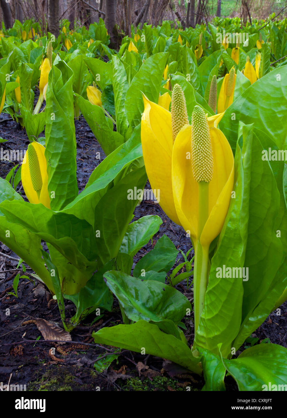 Vashon Island, Washington Swamp lantern (Lysichiton americanus) in a ...