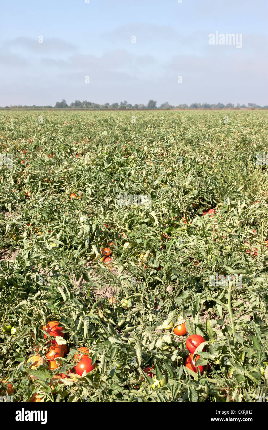 Tomato tomatoes field crop hi-res stock photography and images - Alamy