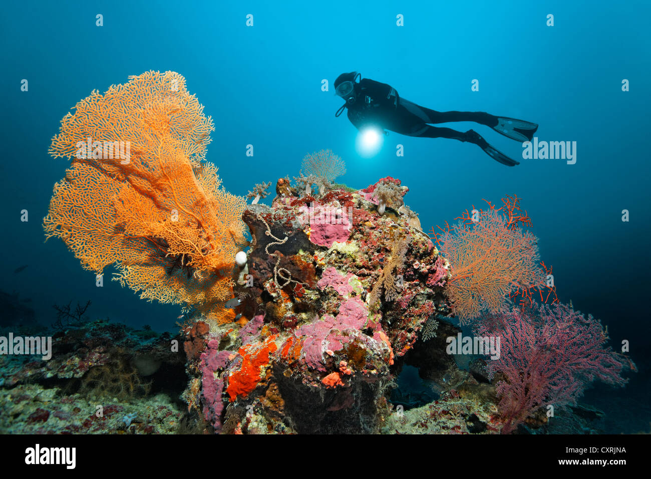 Diver with a torch looking at a coral reef with different corals ...