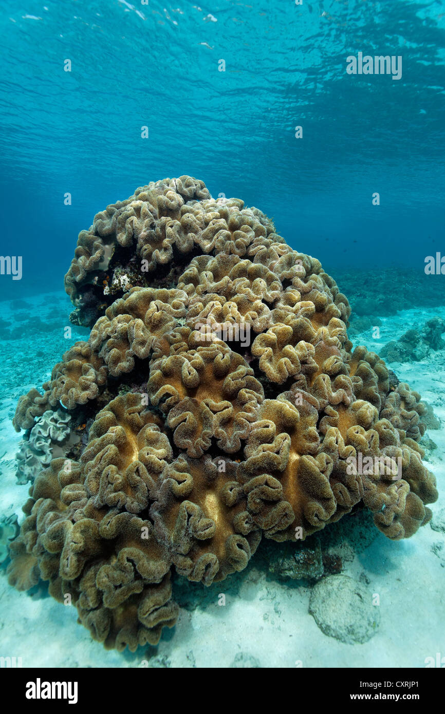 Colony of toadstool mushroom leather corals (Sarcophyton sp), a soft ...