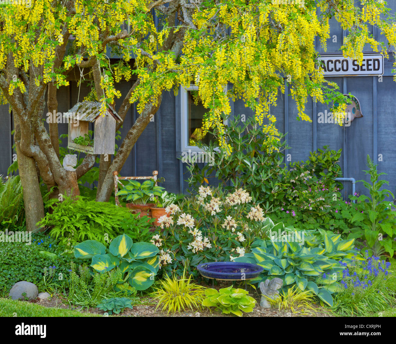Spring garden bed with blooming rhododendron, grape hyacinth, hostas ...