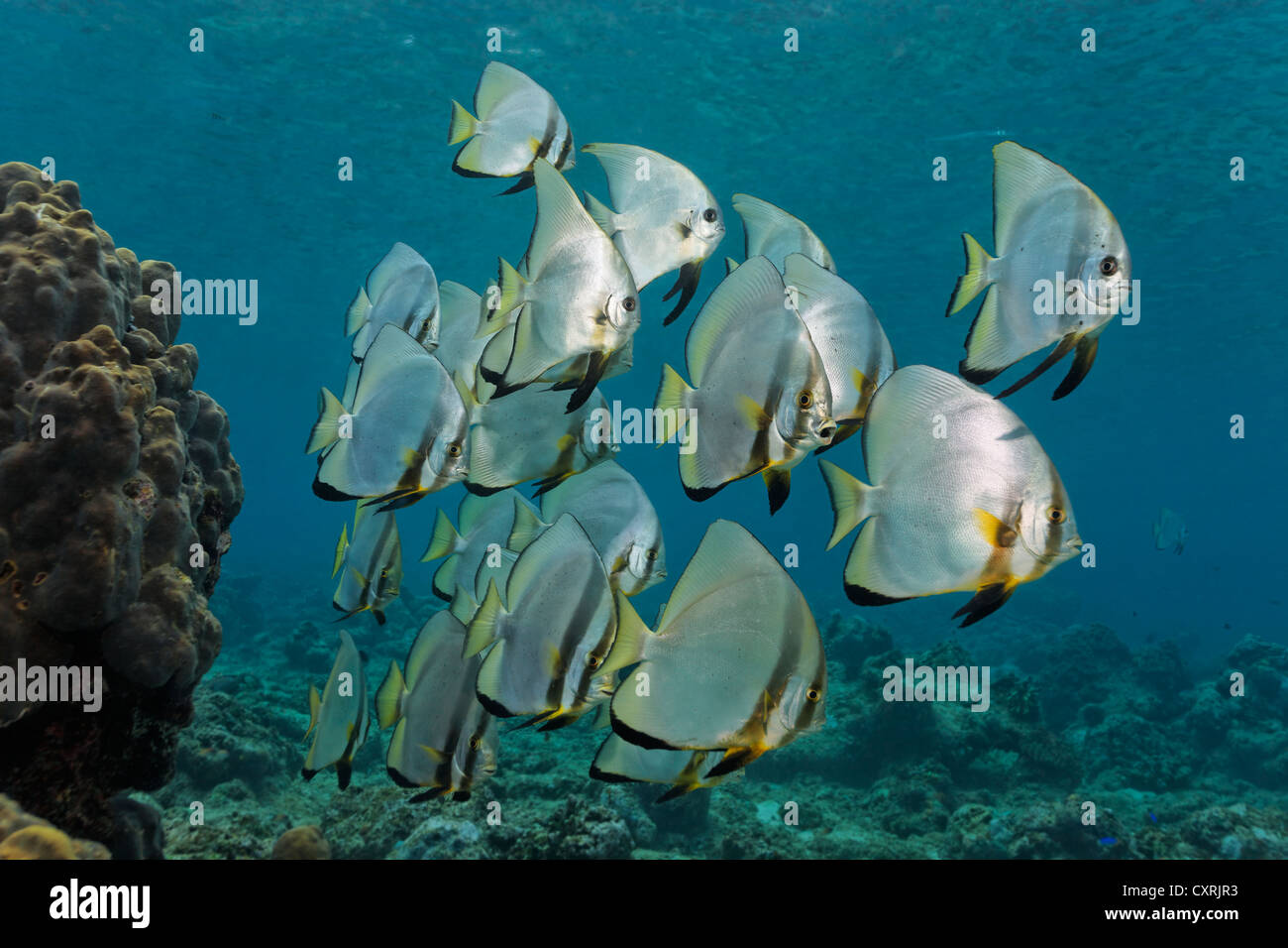 Shoal of roundface batfish (Platax teira) swimming over a coral reef ...