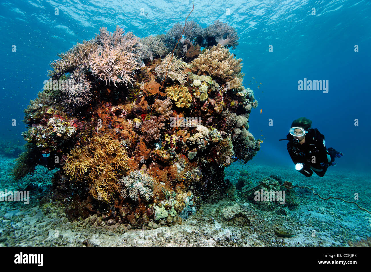 Underwater top view diver on hi-res stock photography and images - Alamy