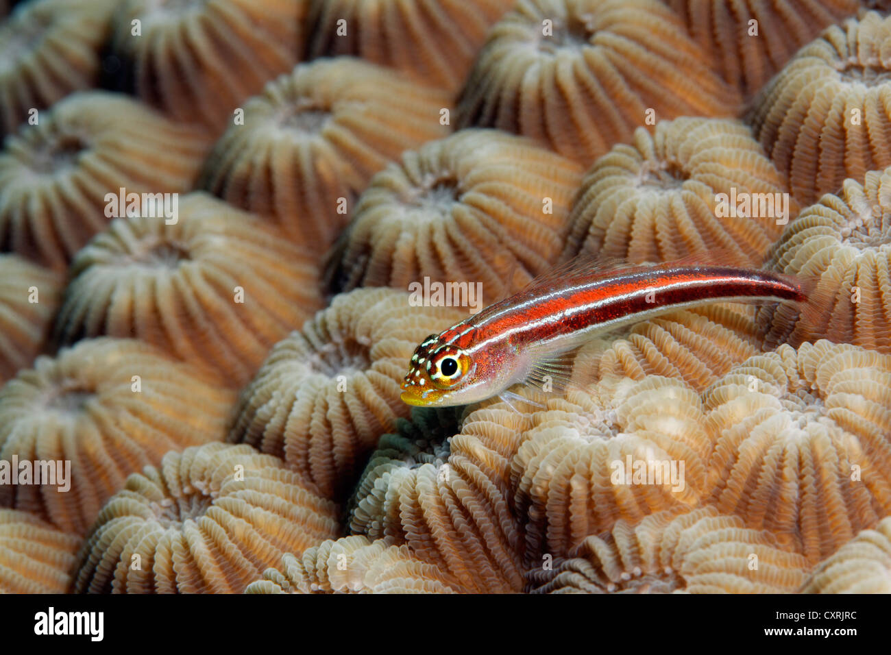 Helcogramma striatum fish hi-res stock photography and images - Alamy