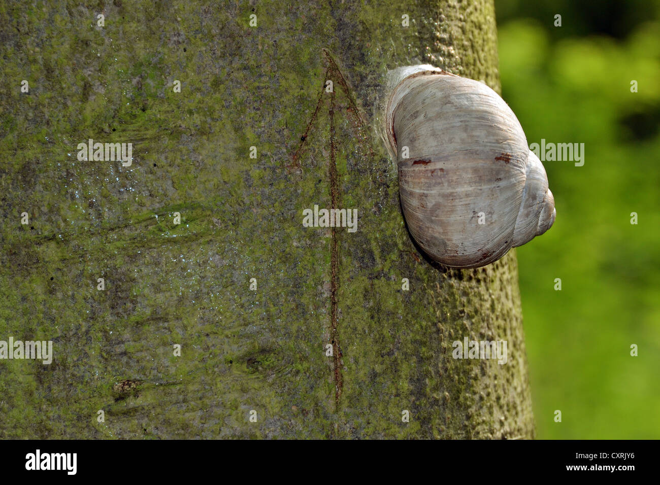 Arrow pointing upwards hi-res stock photography and images - Alamy