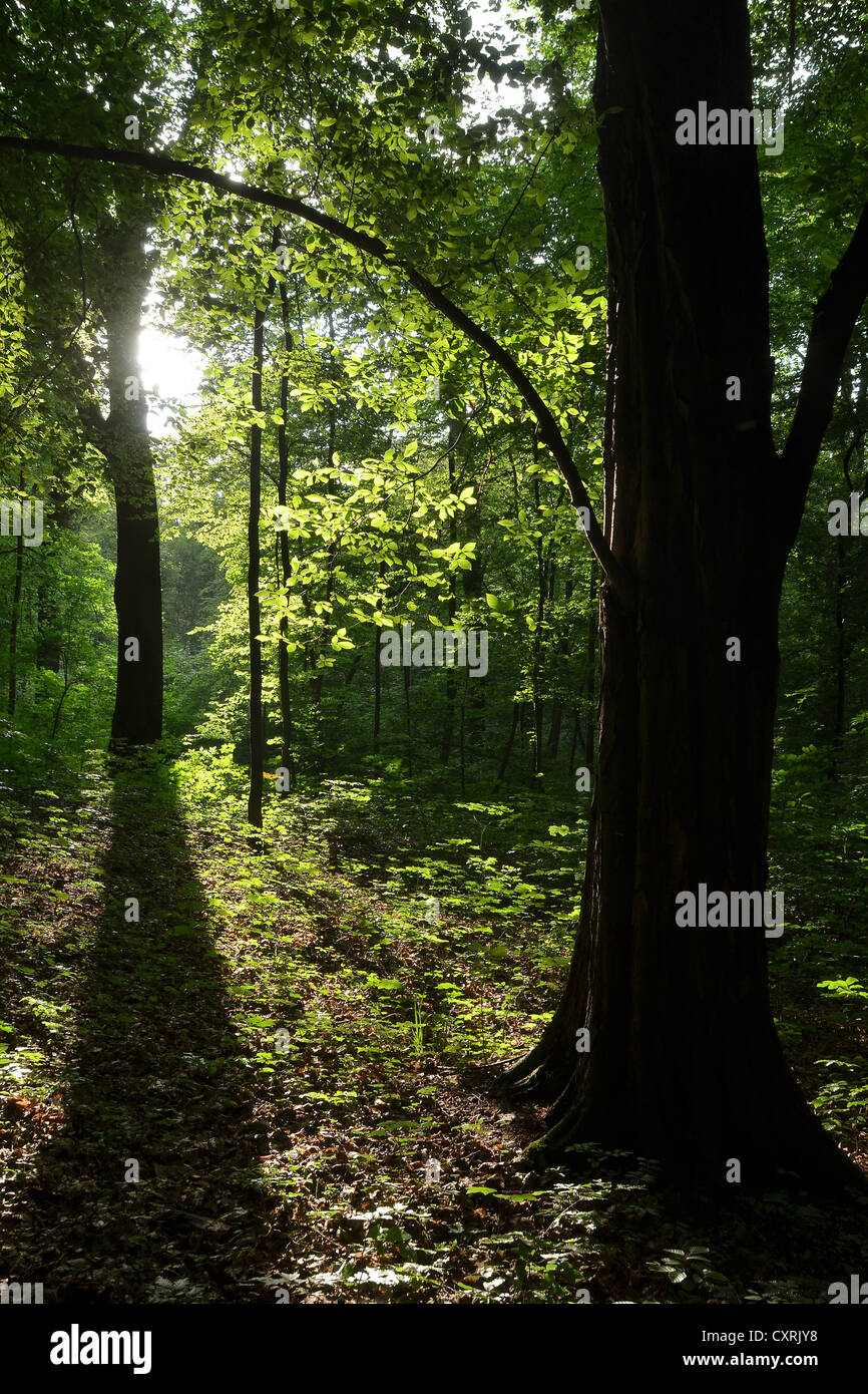 Summer beech trees hi-res stock photography and images - Alamy