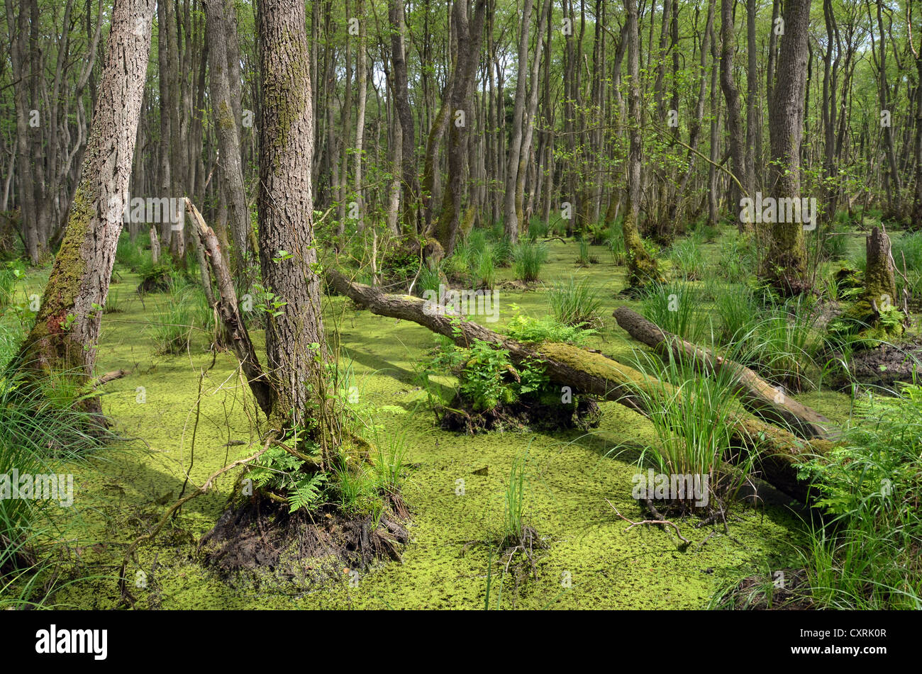 Swamp with a forest of Alder trees (Alnus glutinosa), Western Pomerania ...