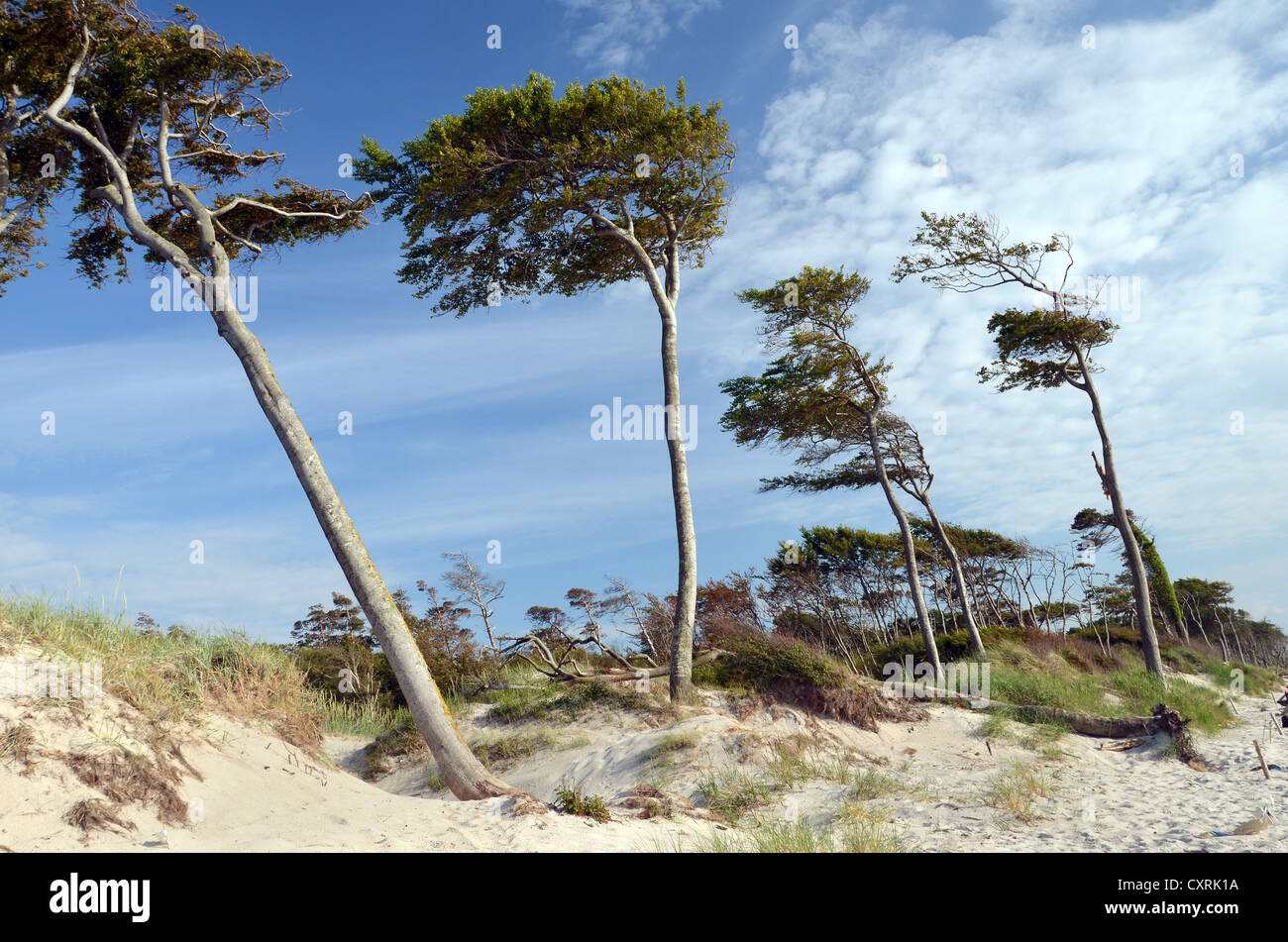 Coastal beech forest (Fagus sylvatica) on a beach of the Baltic Sea ...