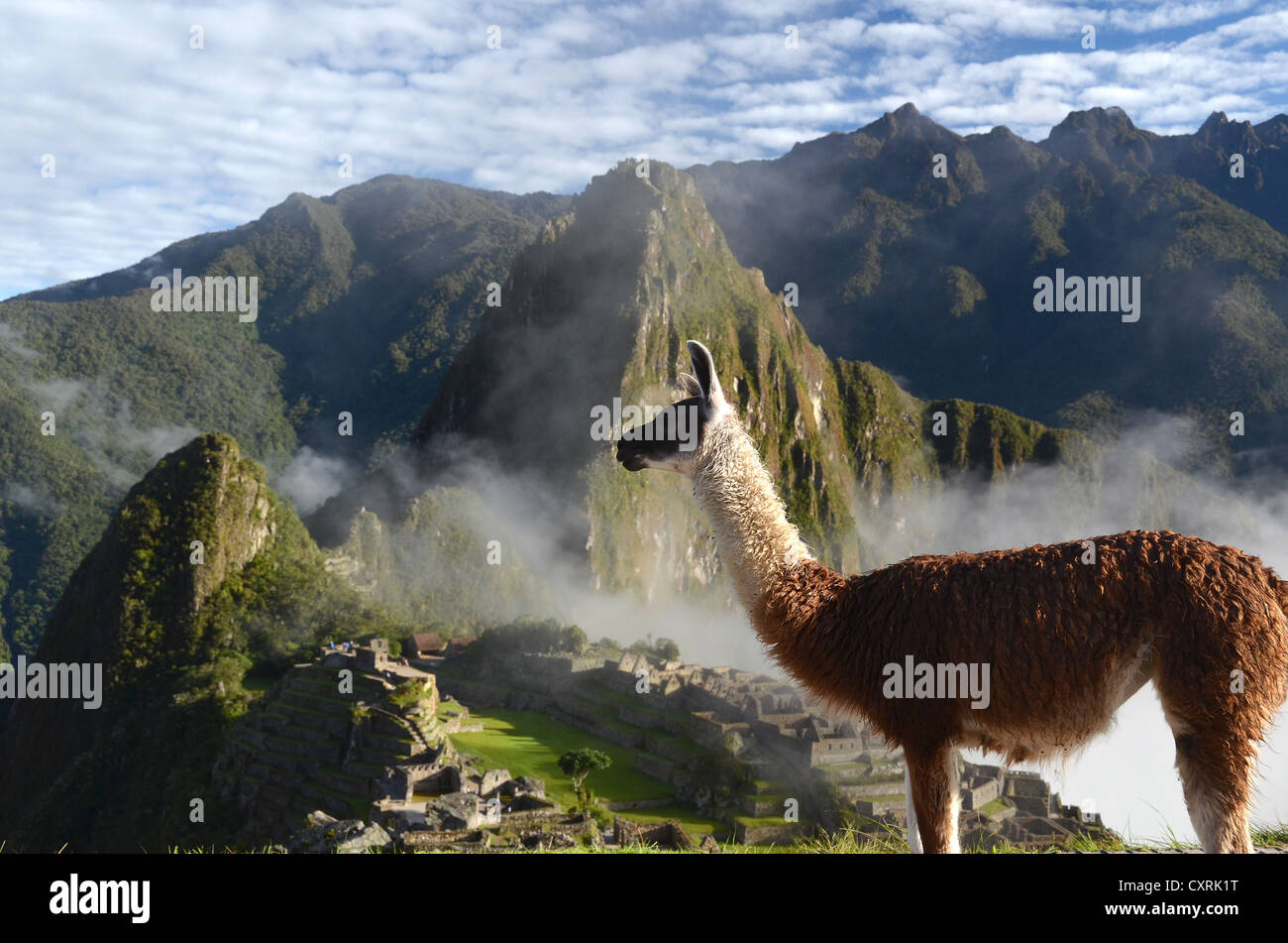 Llama (Lama glama) at the Inca ruins of Machu Picchu in the Andes ...