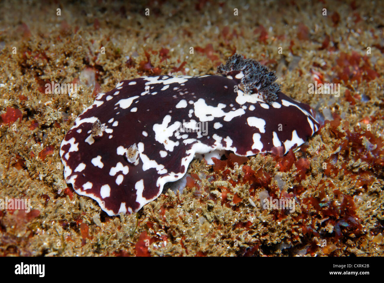 Galapagos snail hi-res stock photography and images - Alamy