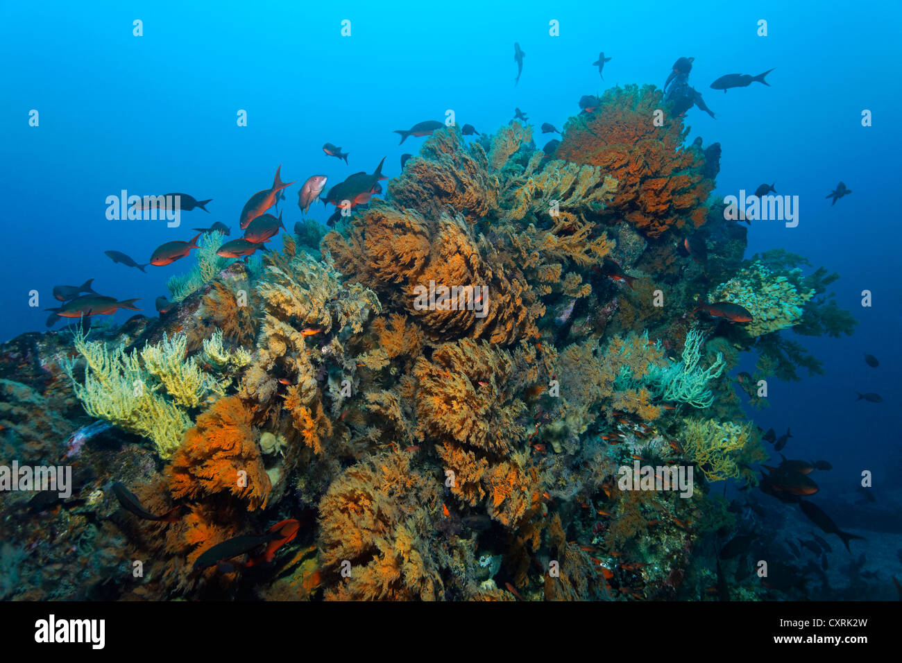 Black reef hi-res stock photography and images - Alamy