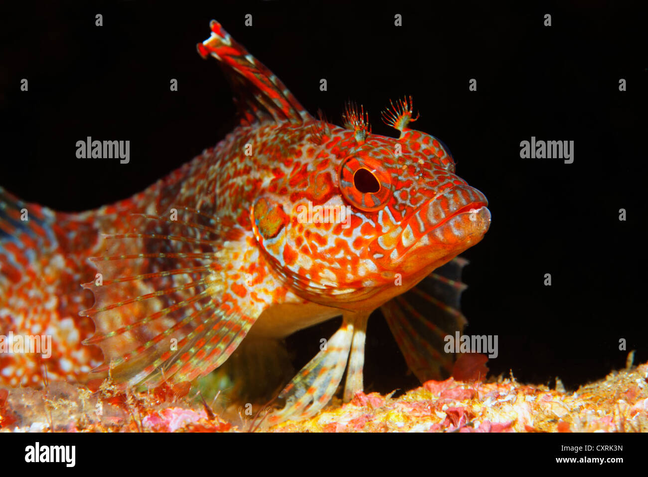 Bravo clinid fish hi-res stock photography and images - Alamy