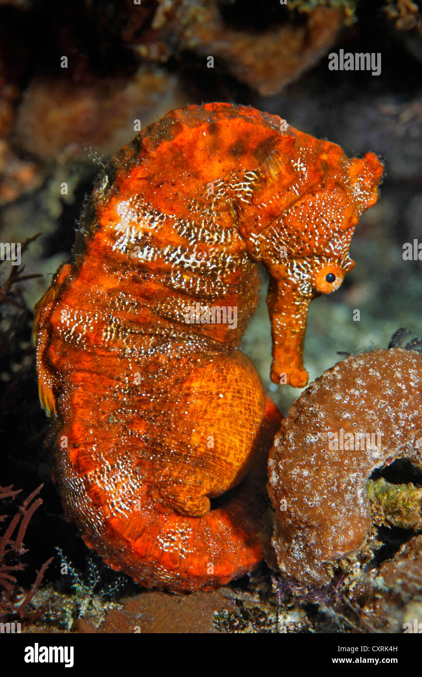 Pacific seahorse (Hippocampus ingens) and a small sponge, Ponta de Sao ...