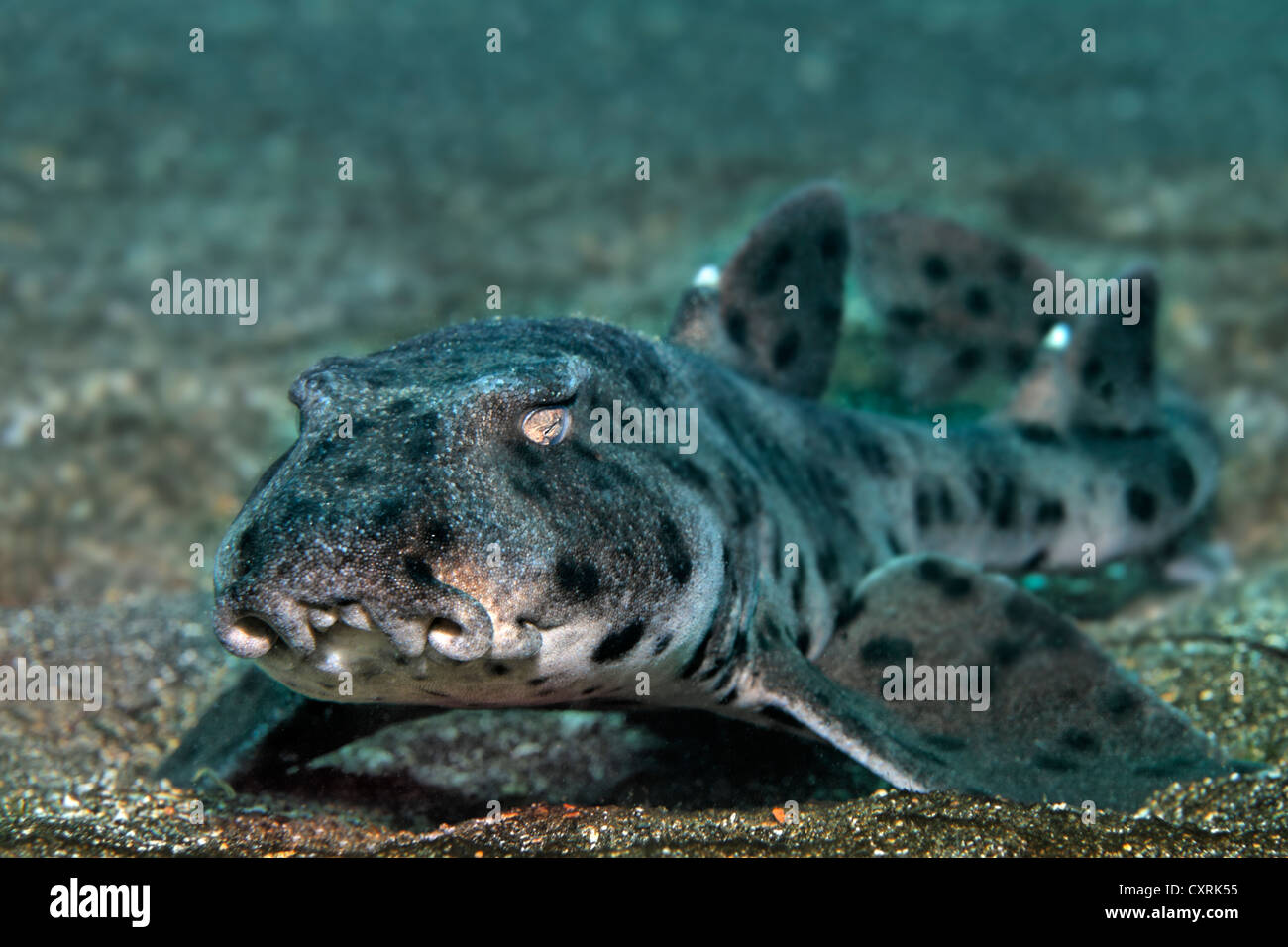Crested Bullhead Shark