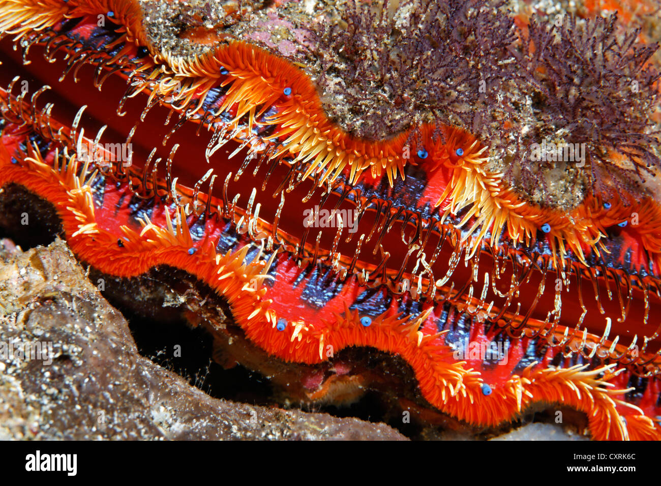 Unidentified scallop (Pectinidae), detailed view of the eyes, Ponta de ...