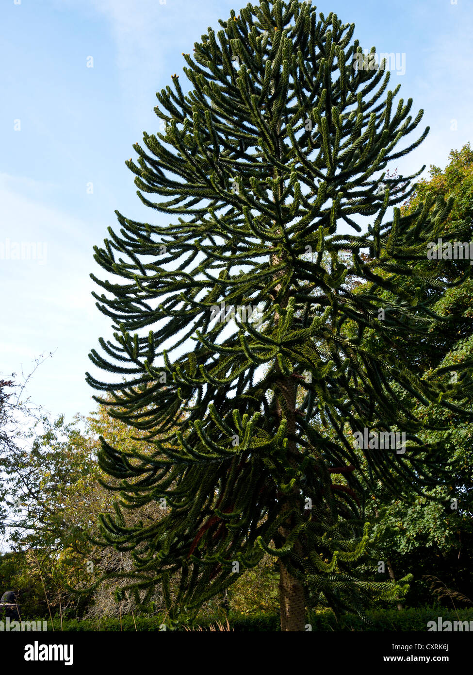 Munkey hi-res stock photography and images - Alamy