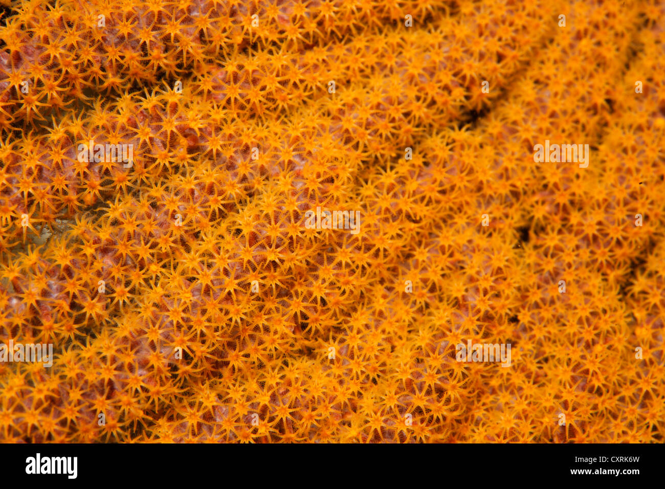 Soft coral polyps hi-res stock photography and images - Alamy