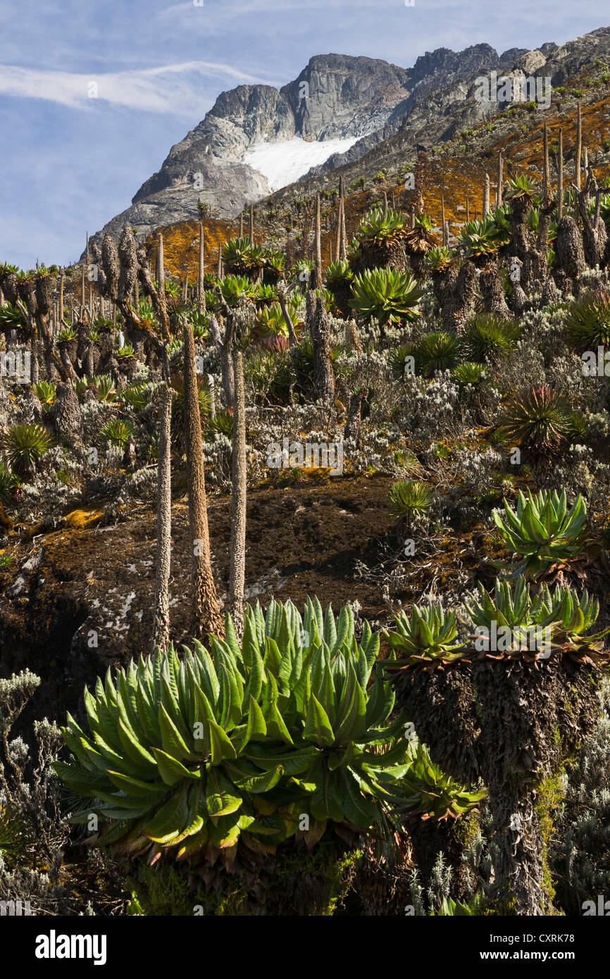 Afro Alpine Vegetation High Resolution Stock Photography and Images - Alamy