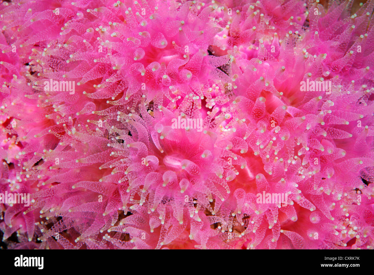 Sun corals or sun polyps (Tubastrea sp.), with the polyps open, pink ...