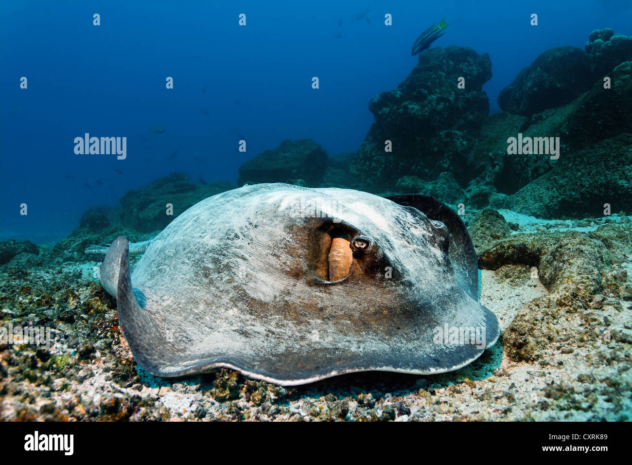 Diamond stingray (Dasyatis brevis), foraging on sandy seafloor, Punta ...