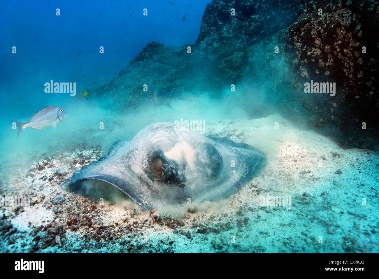 Diamond stingray (Dasyatis brevis), foraging on sandy seafloor, Punta ...