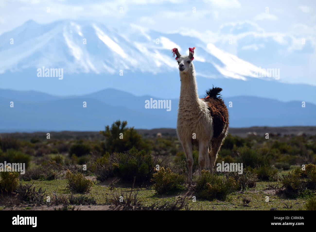 Llama in snow hi-res stock photography and images - Alamy