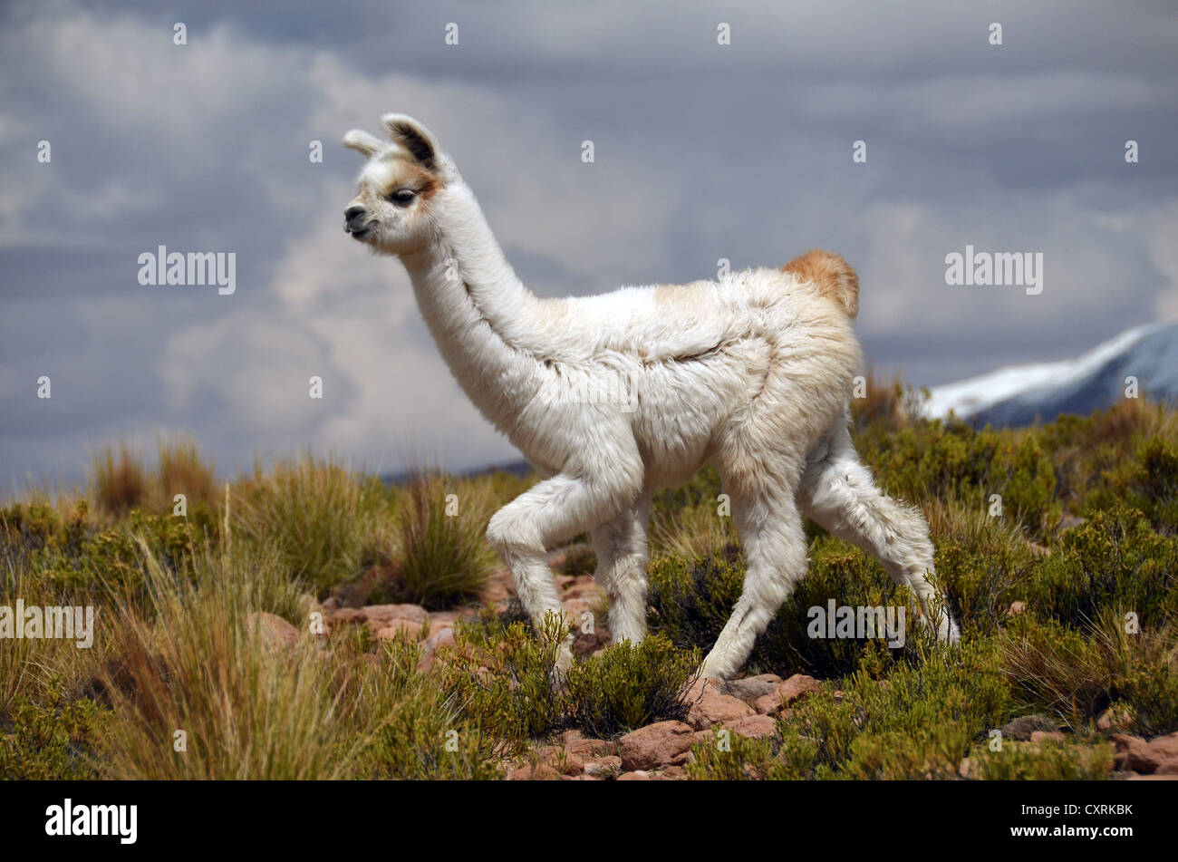 Alpaca (Vicugna pacos), young, Andes, Bolivian Altiplano, border ...