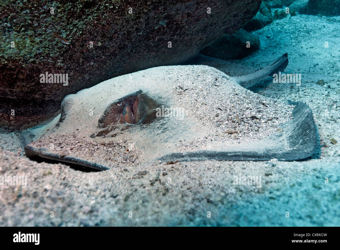 Blotched fantail ray (Taeniura meyeni), lying camouflaged on the sandy ...