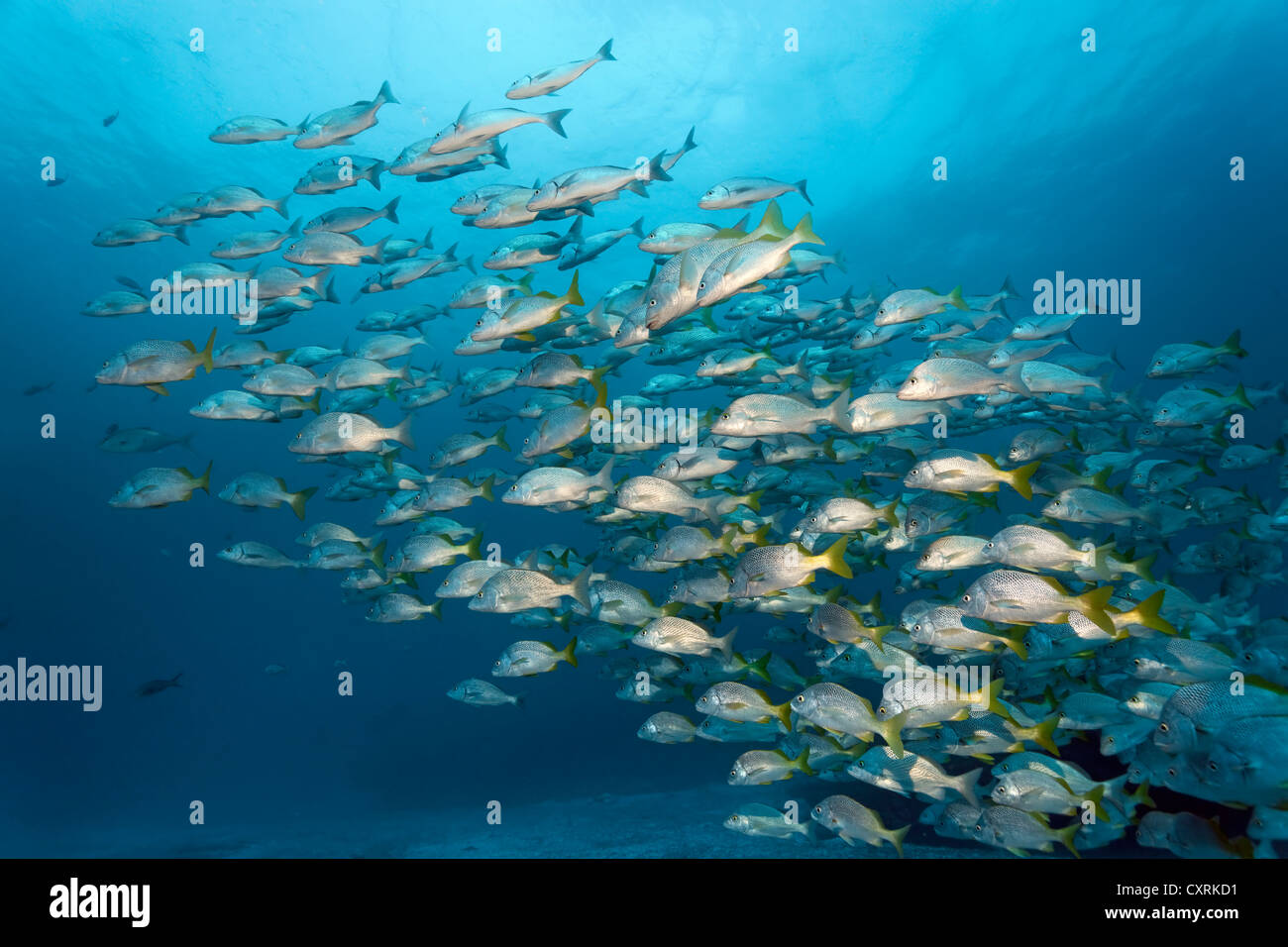 Yellow-tailed grunts (Anisotremus interruptus) swimming in the open sea ...