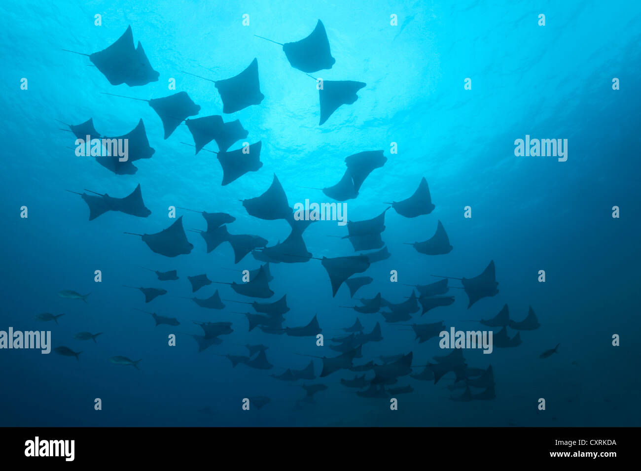 Shoal golden cownose rays rhinoptera hi-res stock photography and ...