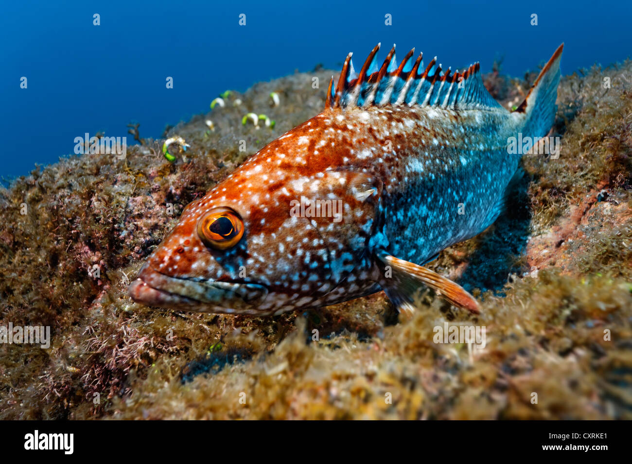 Starry grouper hi-res stock photography and images - Alamy