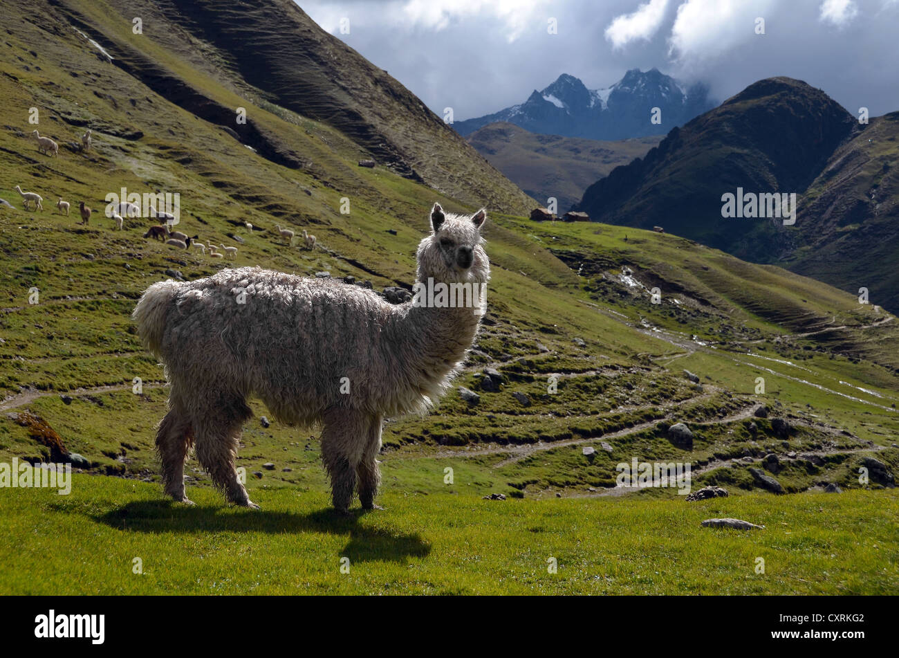 Llama (Llama glama) in front of mountain scenery in the high Andes ...