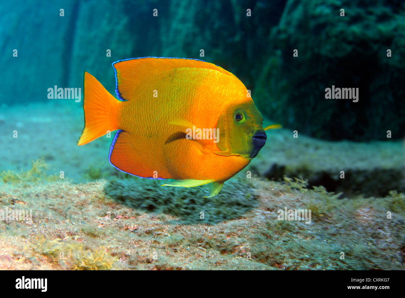 Clarion angelfish (Holacanthus clarionensis), swimming over sandy ...