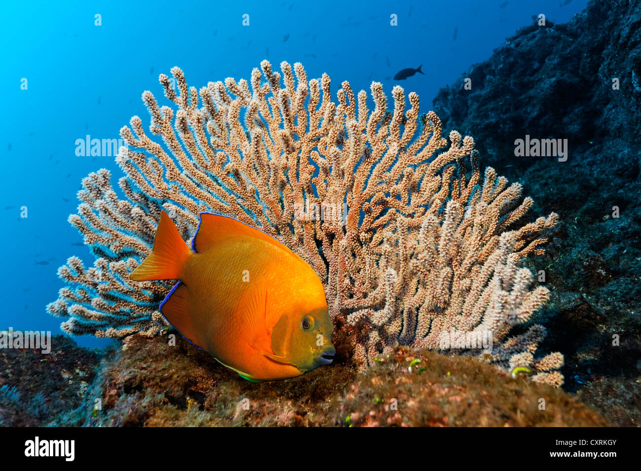 Clarion angelfish (Holacanthus clarionensis) and a small sea fan, San ...