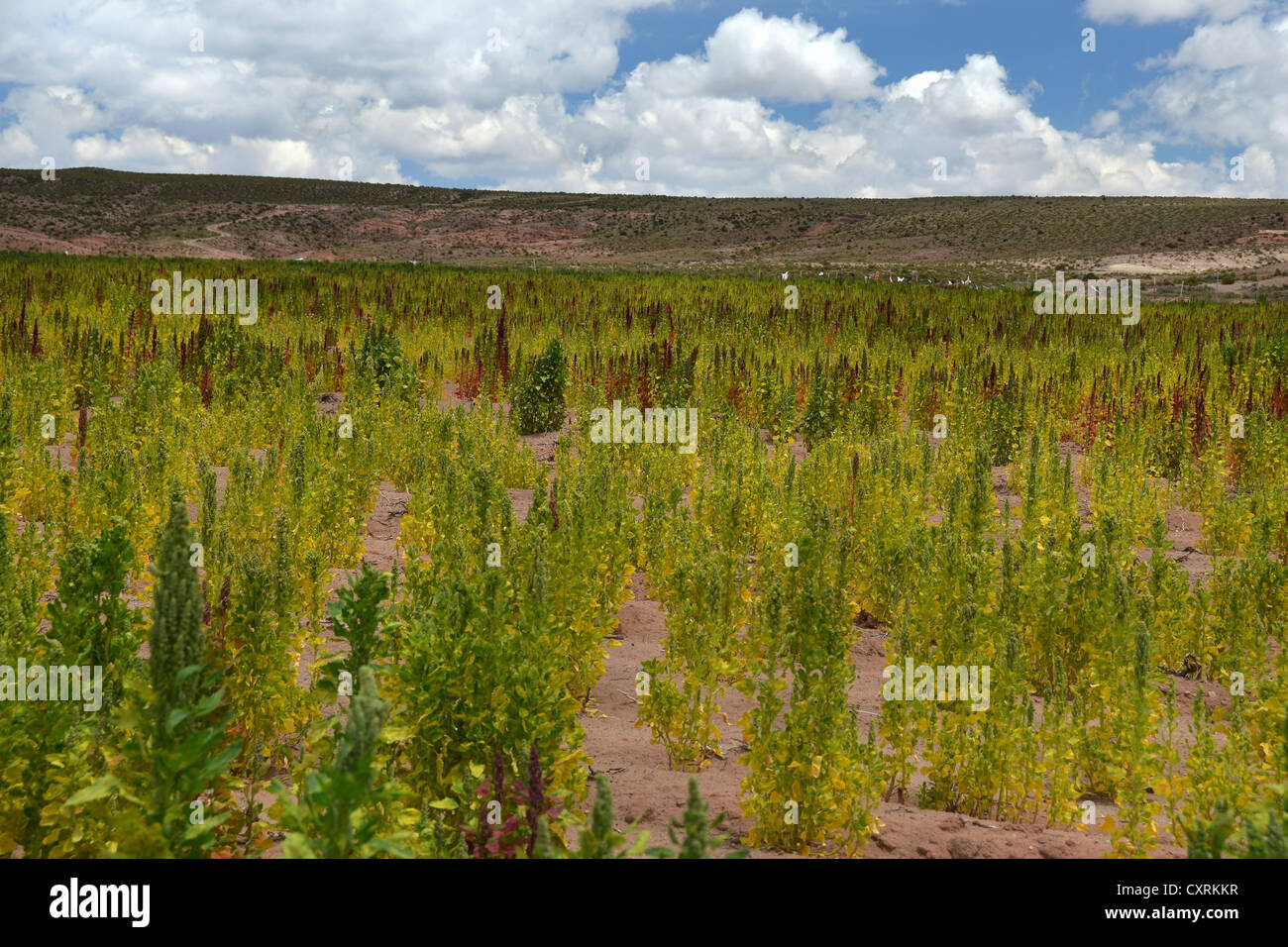 Quinoa (Chenopodium quinoa), Andes, Bolivia, South America Stock Photo ...