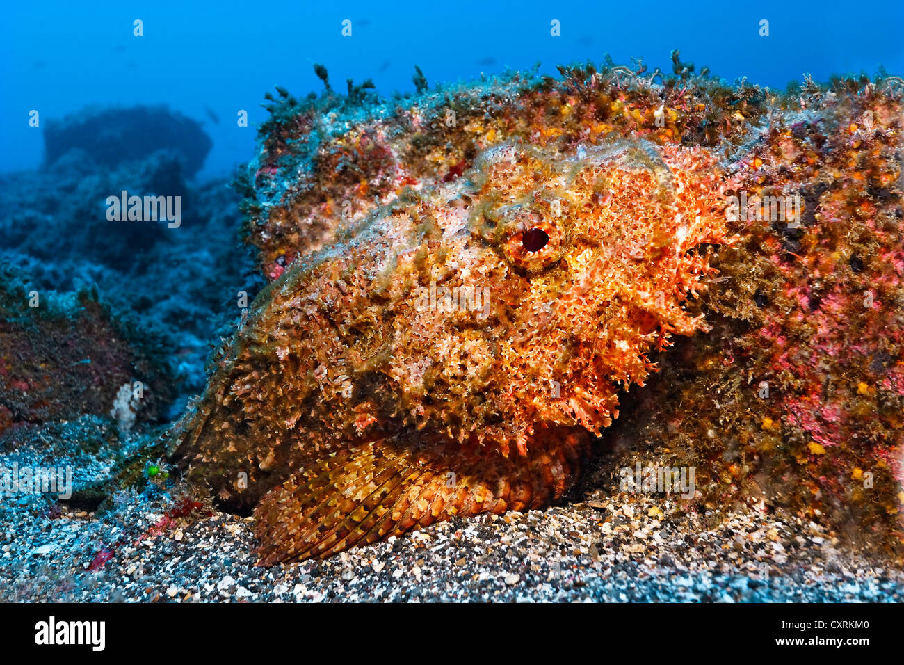 Spotted scorpionfish (Scorpaena plumieri mystes), San Benedicto Island ...