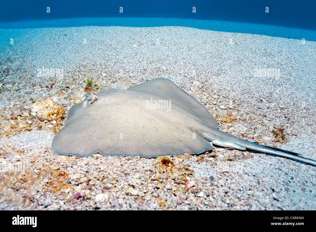 Single stingray hi-res stock photography and images - Alamy